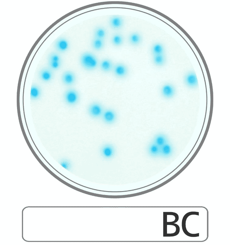 Hướng dẫn thao tác đĩa Bacillus cereus | Đĩa Compact Dry
