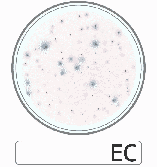 Hướng dẫn thao tác đĩa Ecoli Coliform | Đĩa Compact Dry